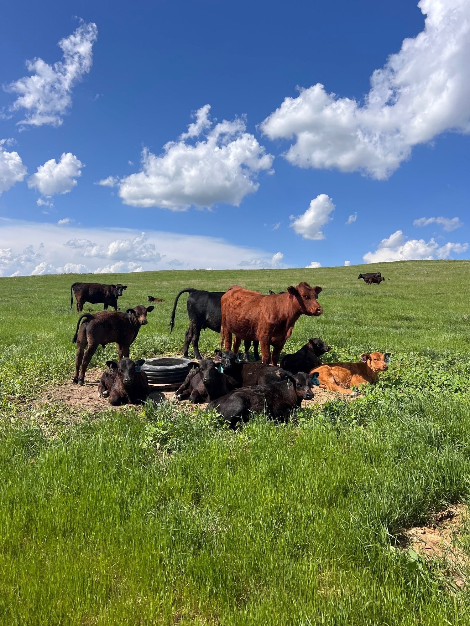 Nelson Livestock Company