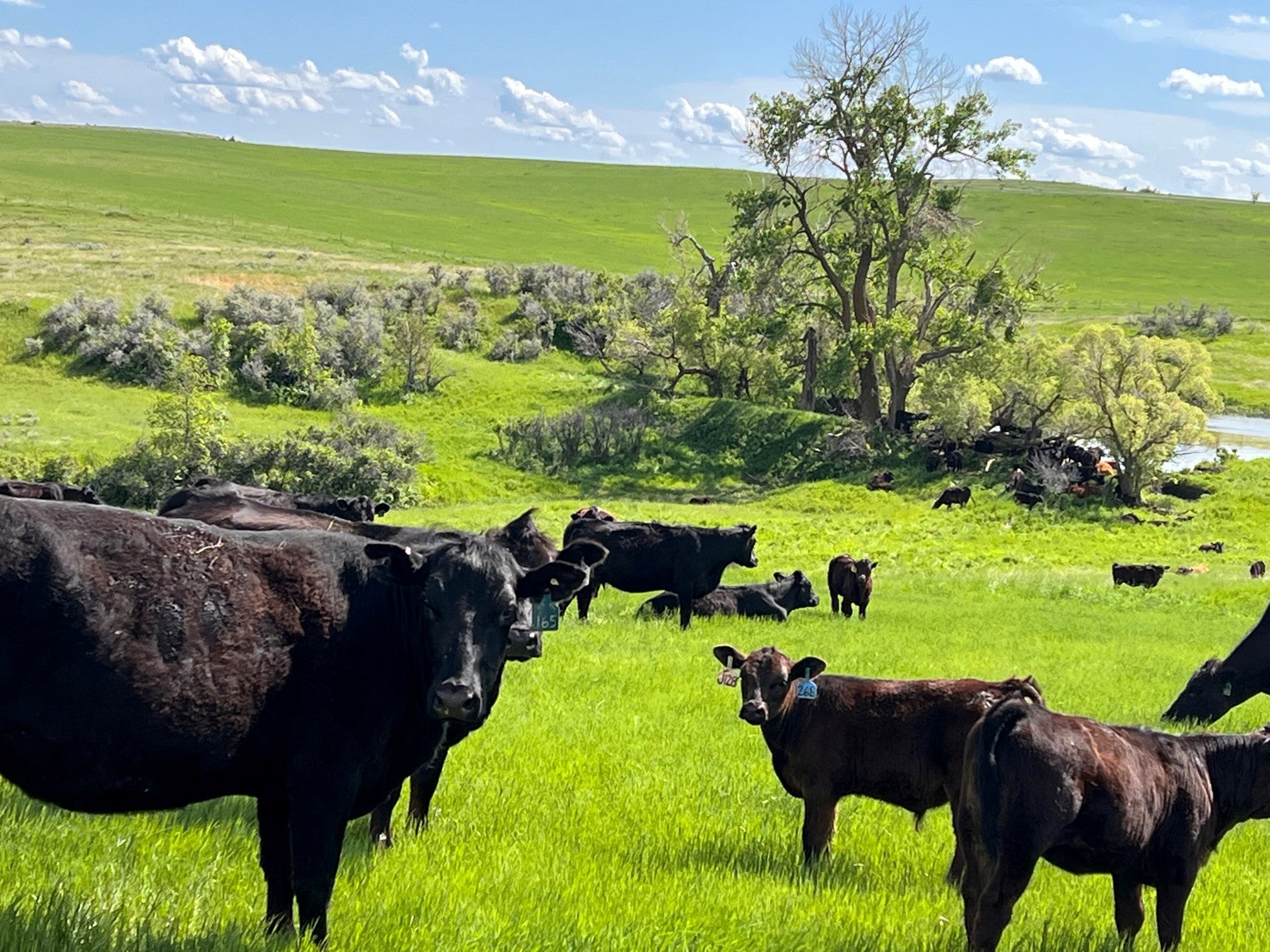 Nelson Livestock Company